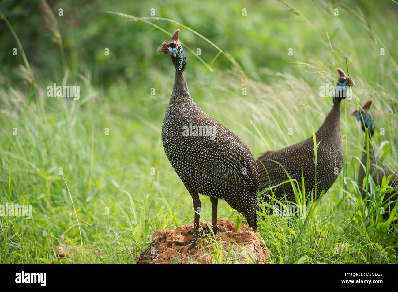 Helmeted Guineafowl (Numida meleagris), Meru National Park, Kenya Stock ...
