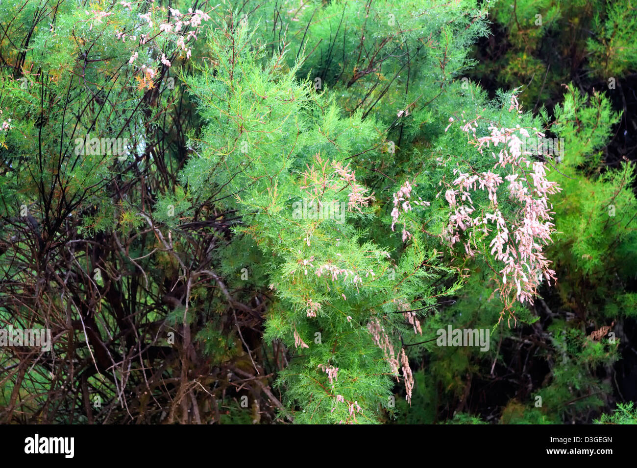 Tamarisk bushes, Harlyn Bay, Cornwall, England Stock Photo - Alamy