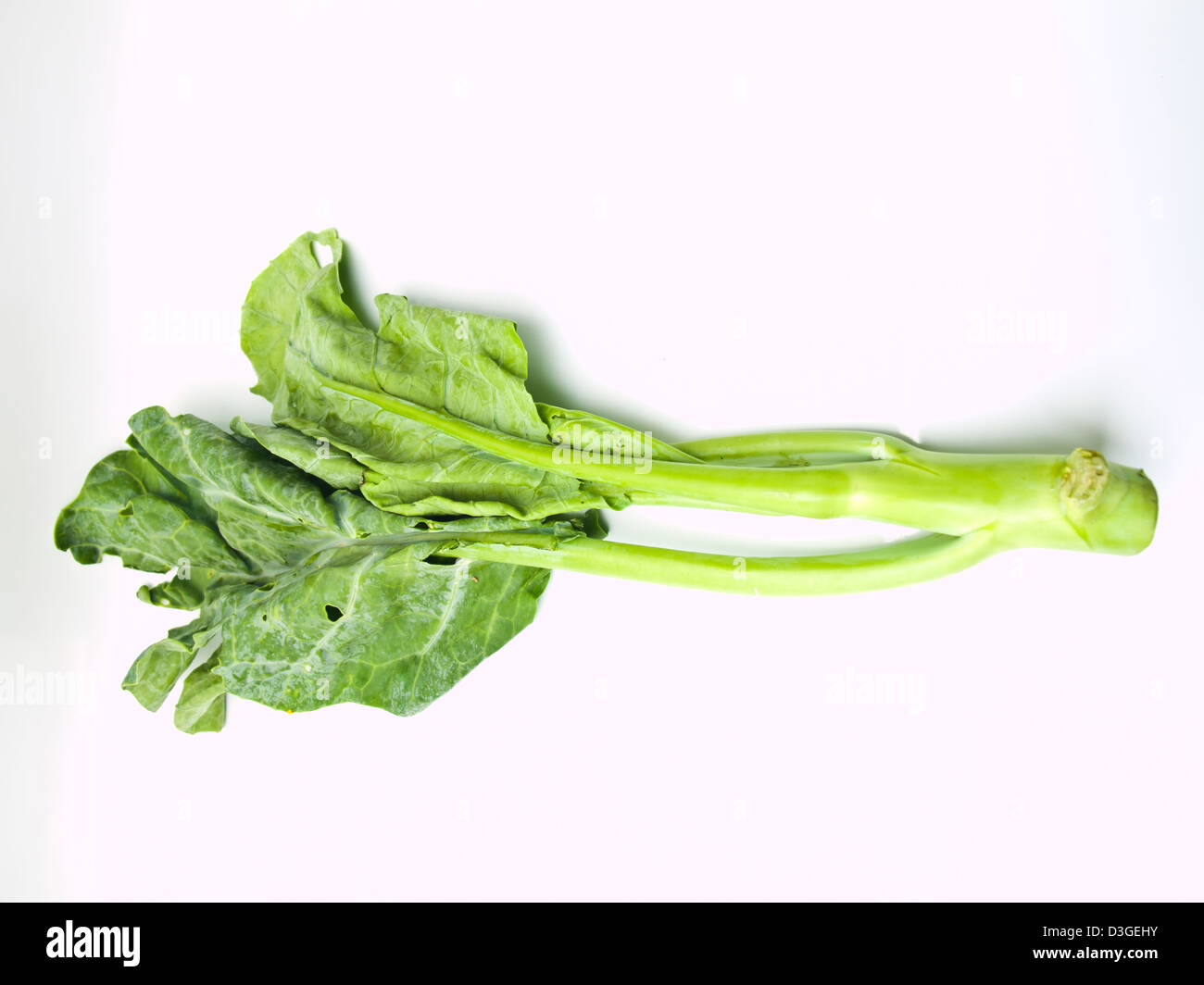 Kale white background hi-res stock photography and images - Alamy
