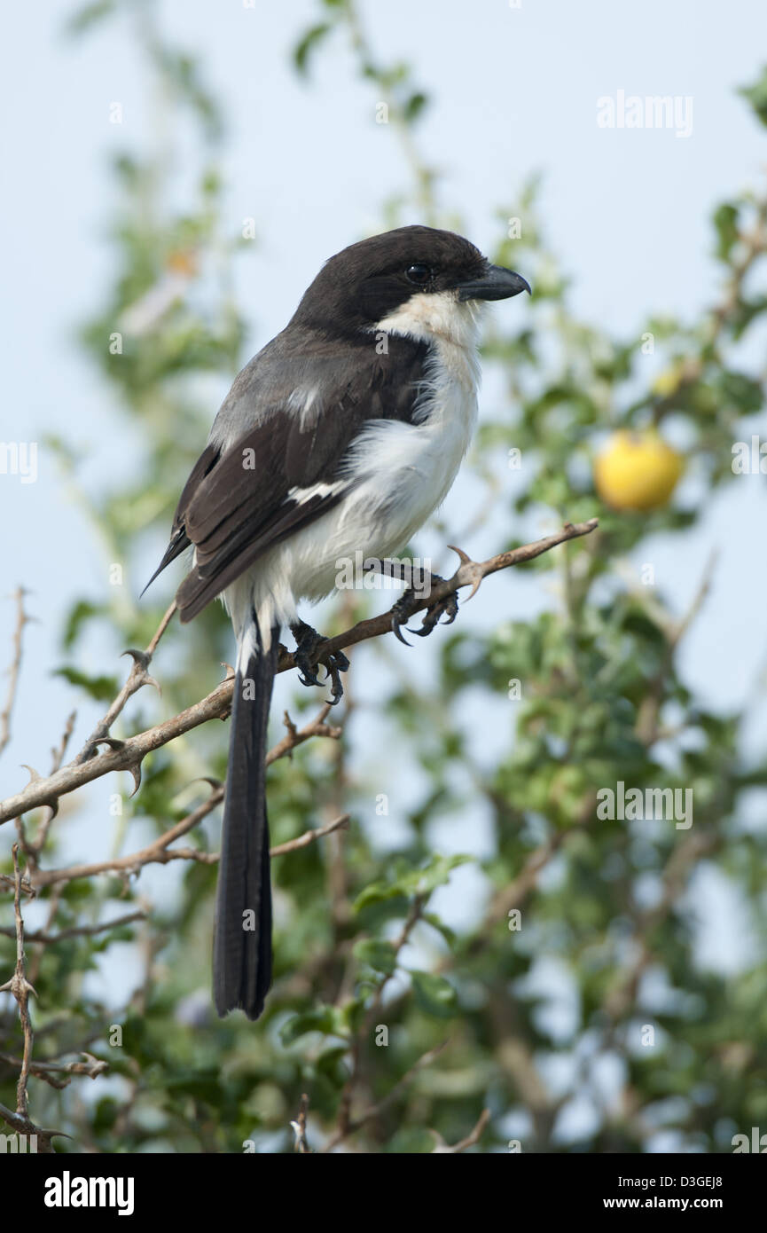 Long-tailed fiscal, Lanius cabanisi, Meru National Park, Kenya Stock ...