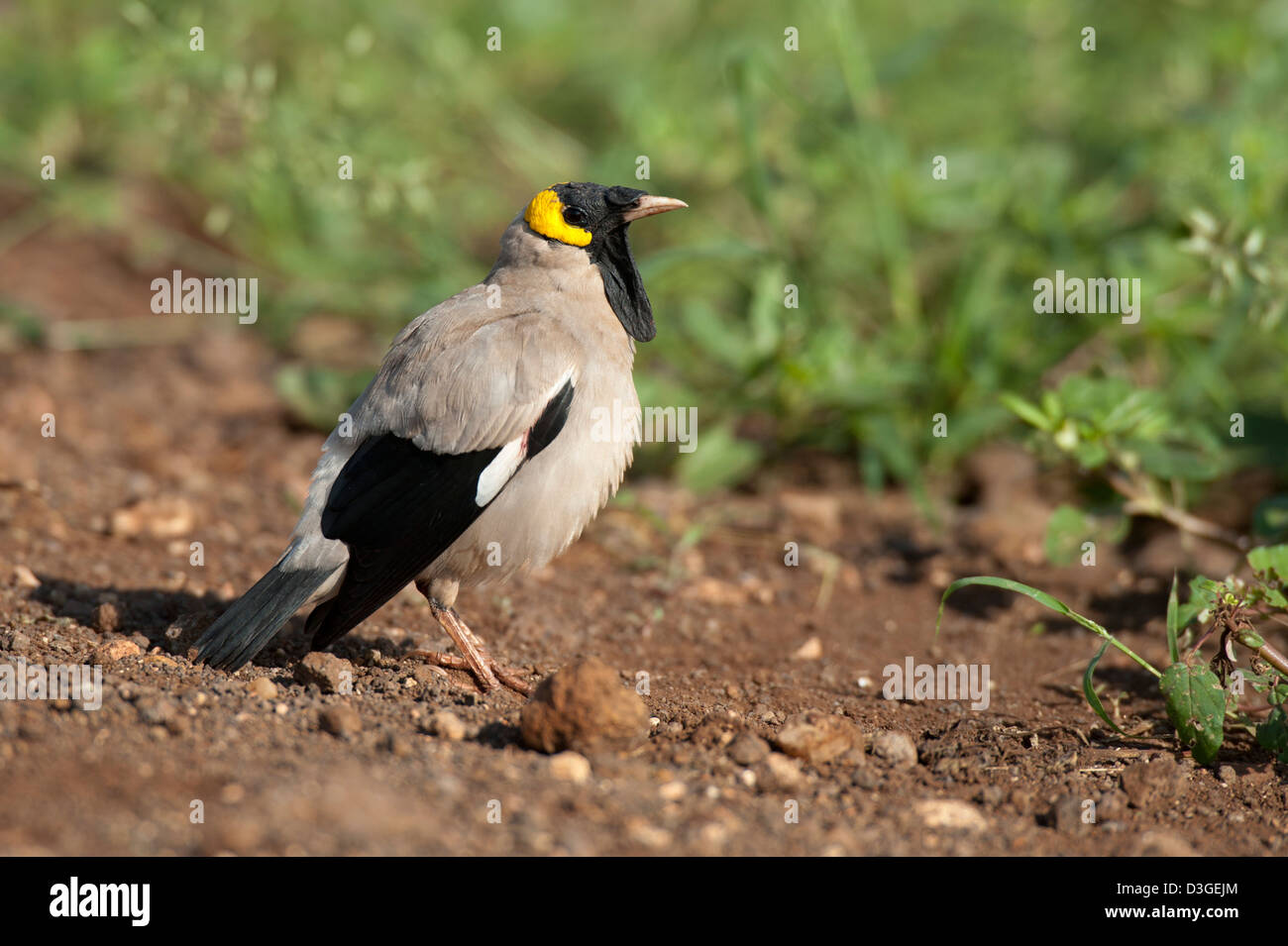 Wattled starling, Creatophora cinera, Meru National Park, Kenya Stock ...