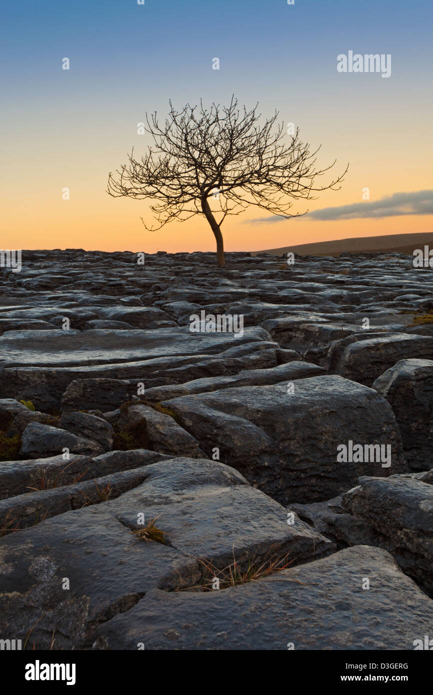 Silhouette of lone windswept tree surviving the winter on the limestone ...
