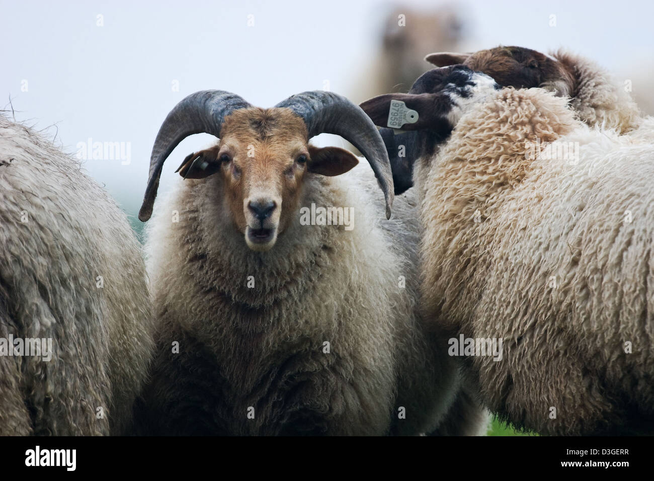 Ram in flock of sheep Stock Photo - Alamy