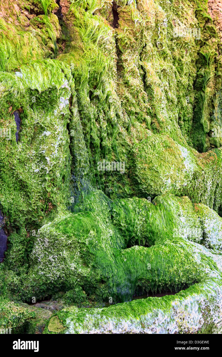 Lichen clinging to a seaside cliff, Cornwall, England Stock Photo - Alamy