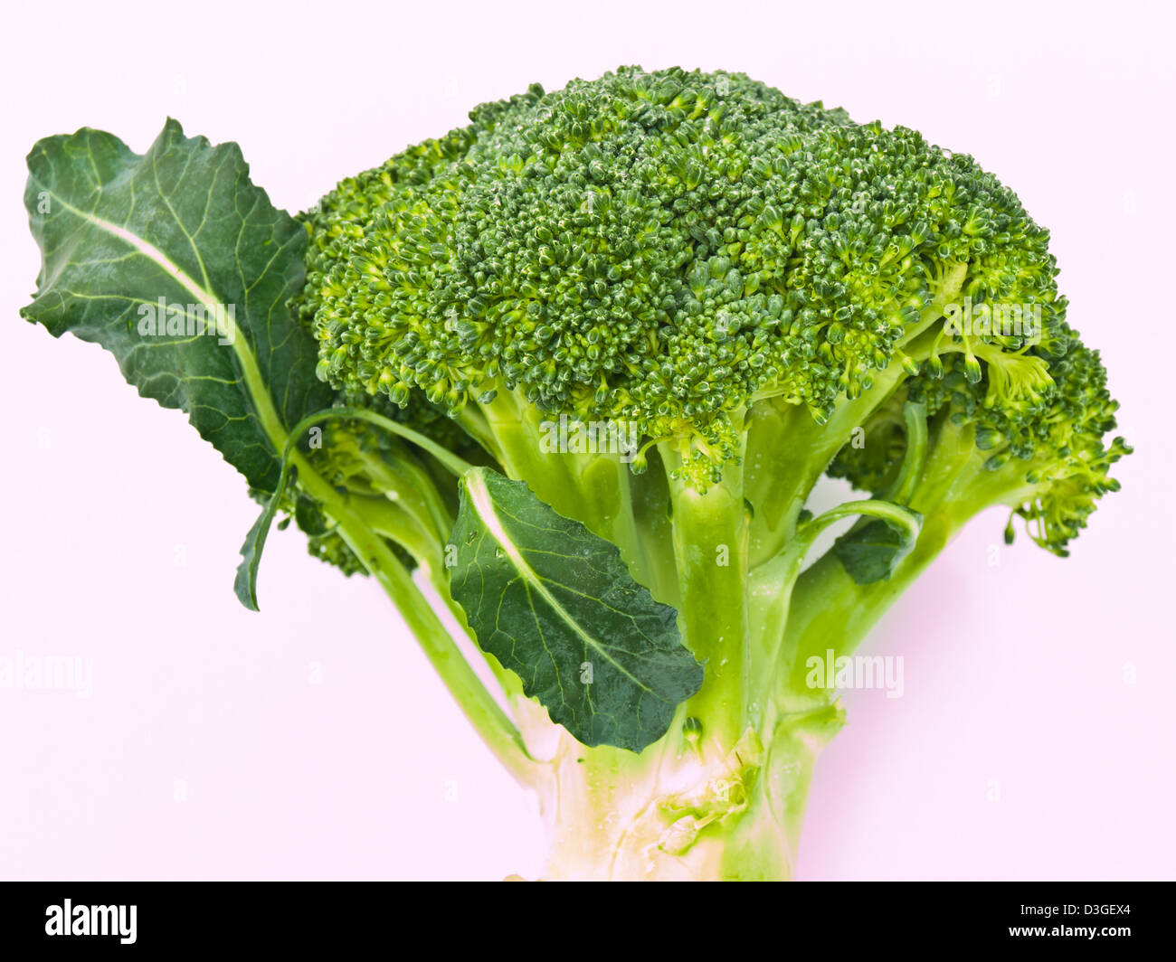 Fresh broccoli, Brassica oleracea var. italica, isolated on white ...