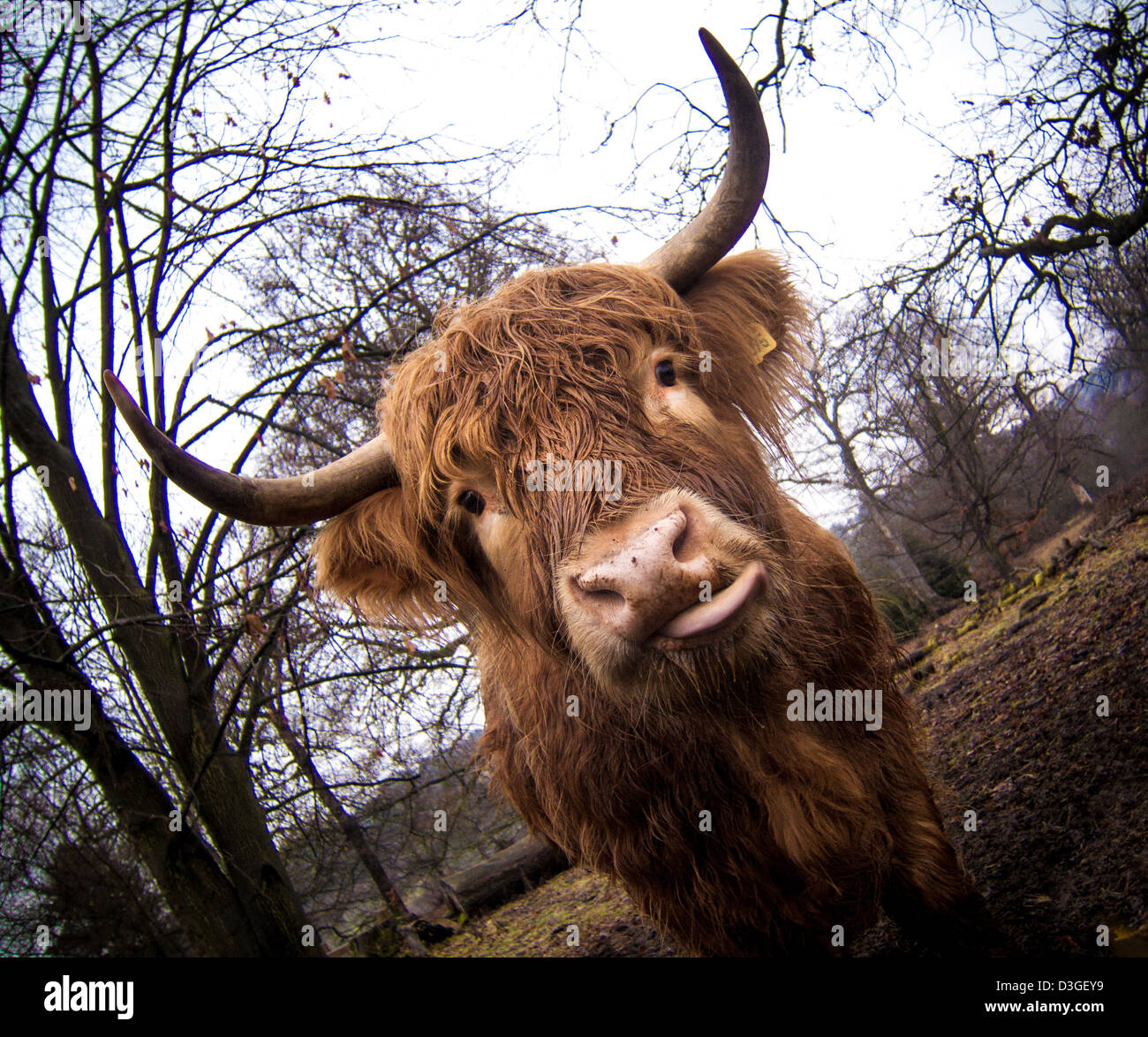Ruminating Highland cow looking at the camera on a grey winter's day ...