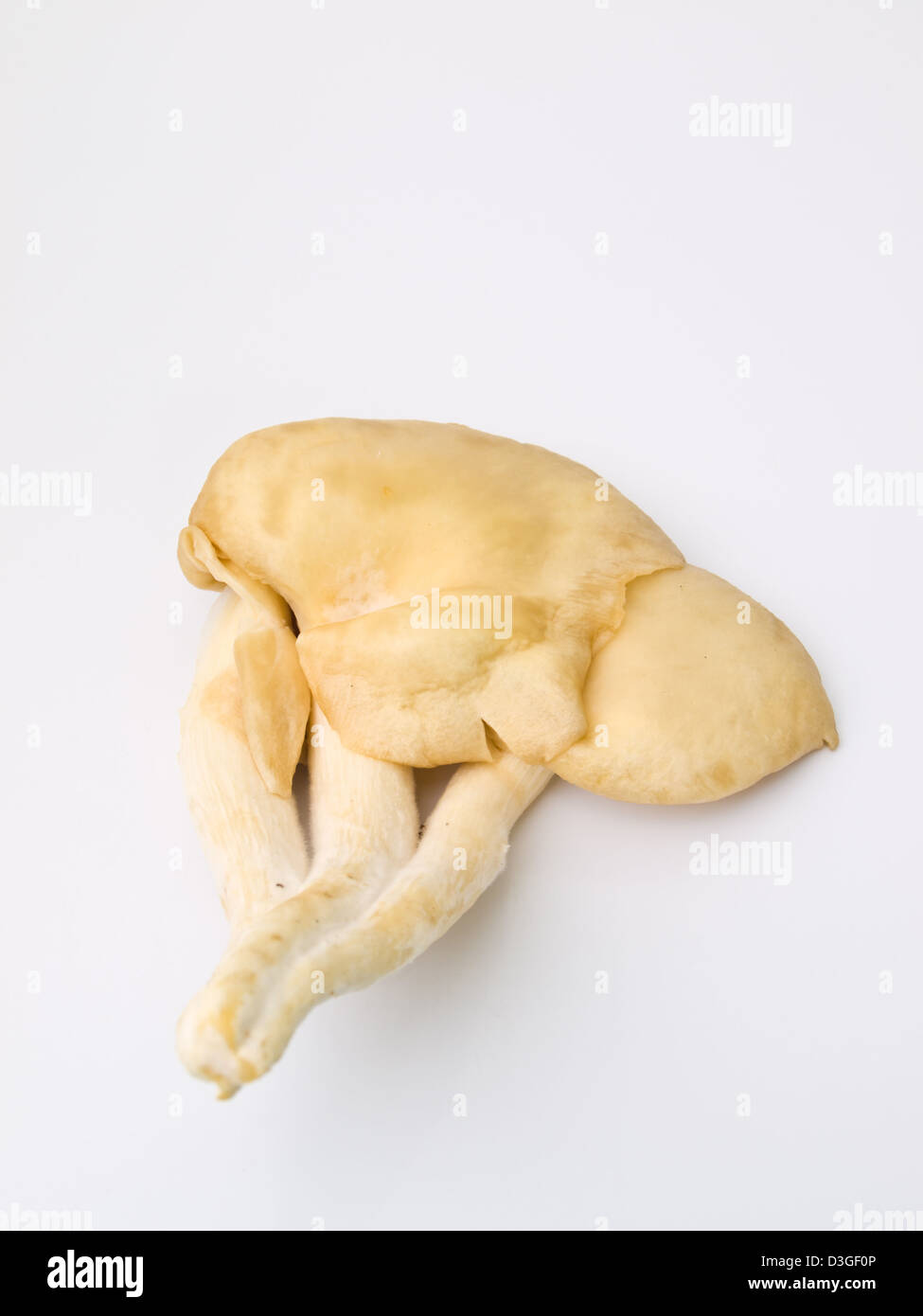 Sajor caju mushroom hi-res stock photography and images - Alamy