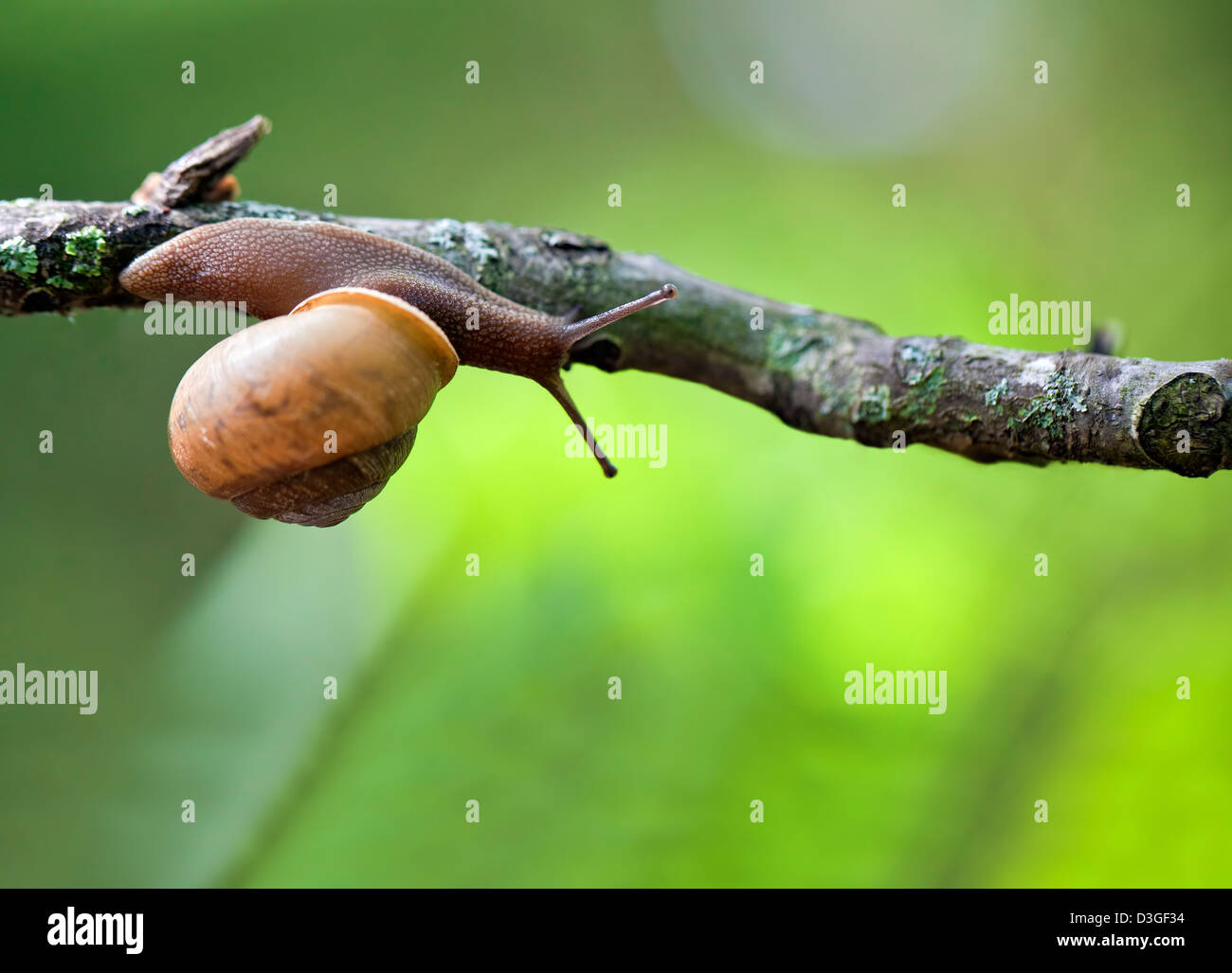A close up shot of a snail climbing along a branch of a tree Stock ...