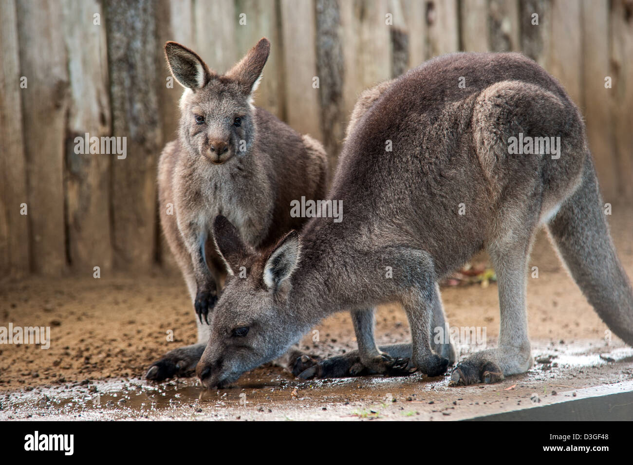 One kangaroo drinks from a puddle as the other looks away Stock Photo ...