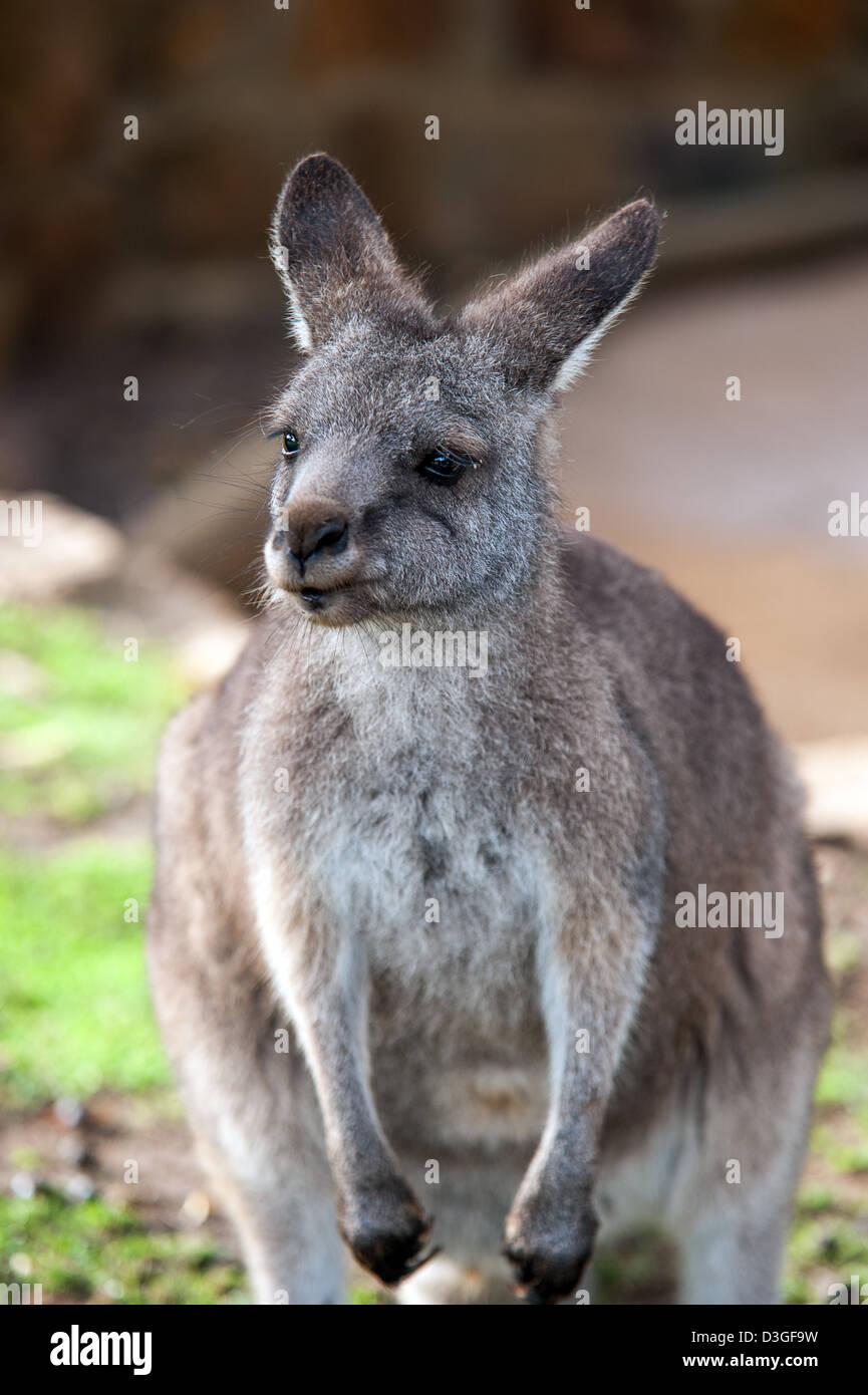 Kangaroo paws hi-res stock photography and images - Alamy