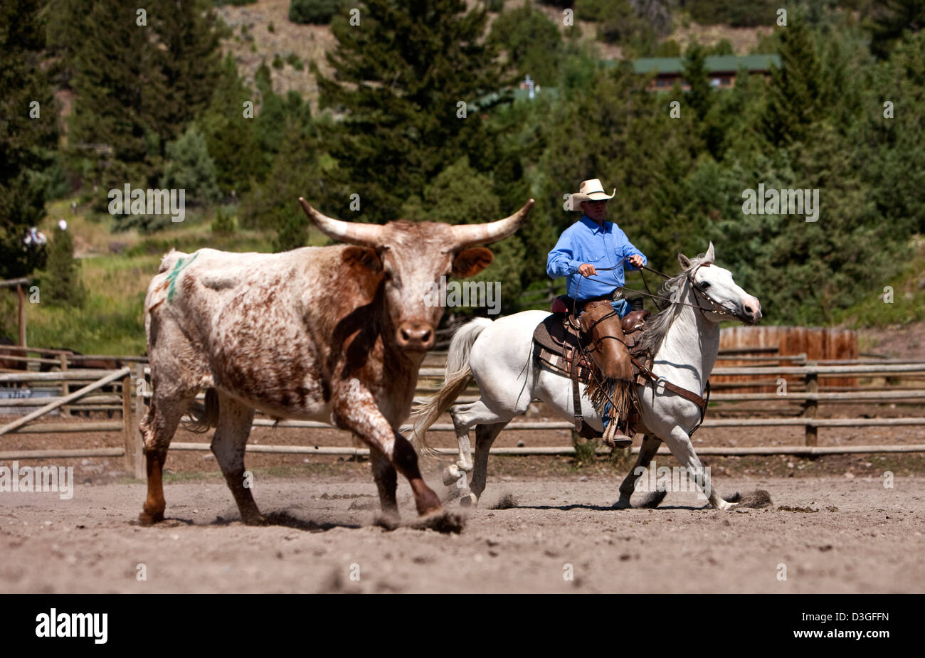 Cow Wrangler High Resolution Stock Photography and Images - Alamy