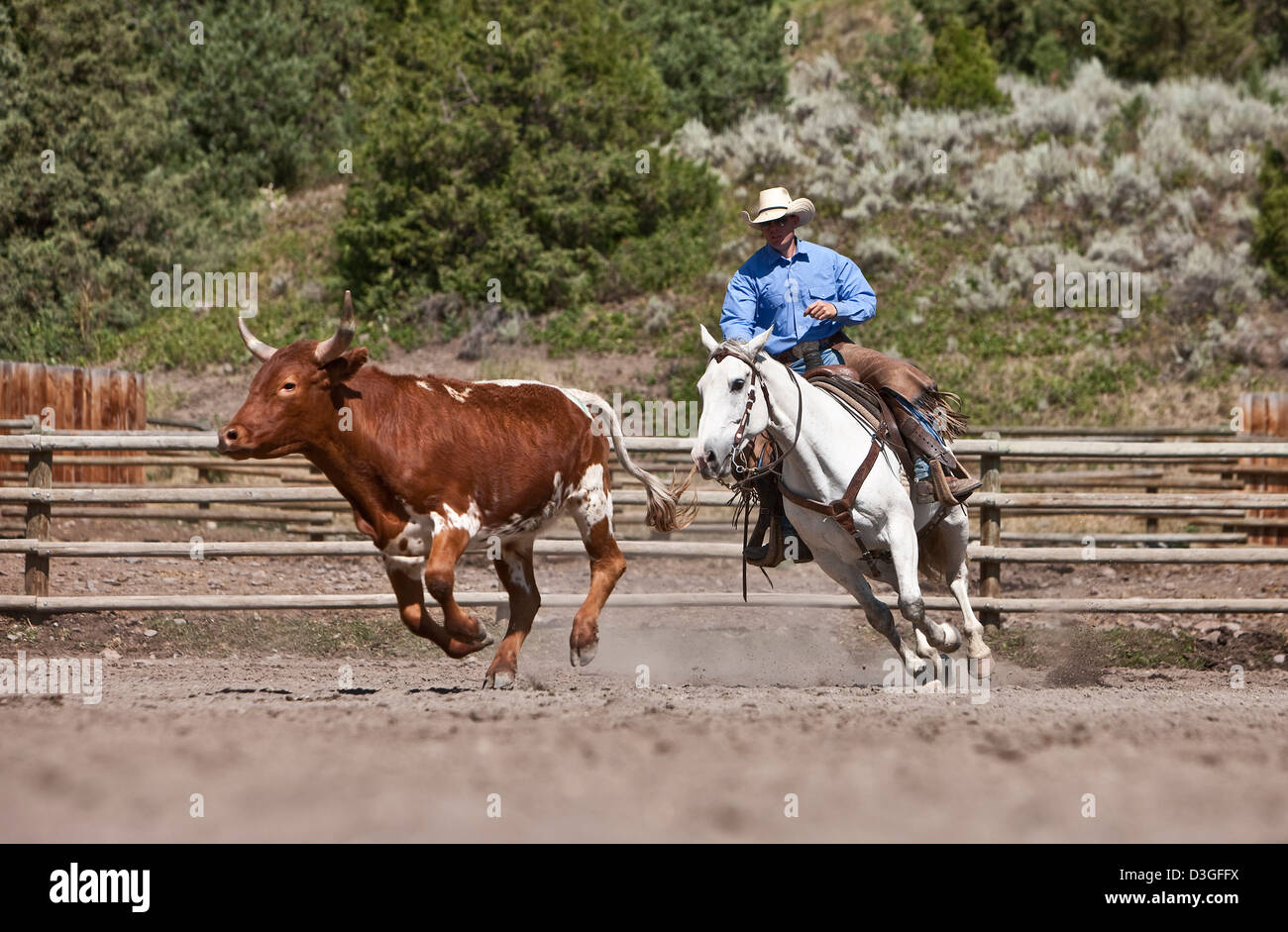 Cowboy wrangler moving cattle in corral, ranching, Montana USA Stock ...