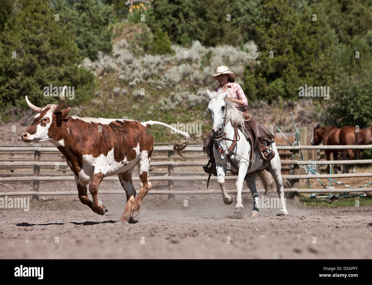 Cowgirl wrangler moving cattle in corral, ranching, Montana USA Stock ...