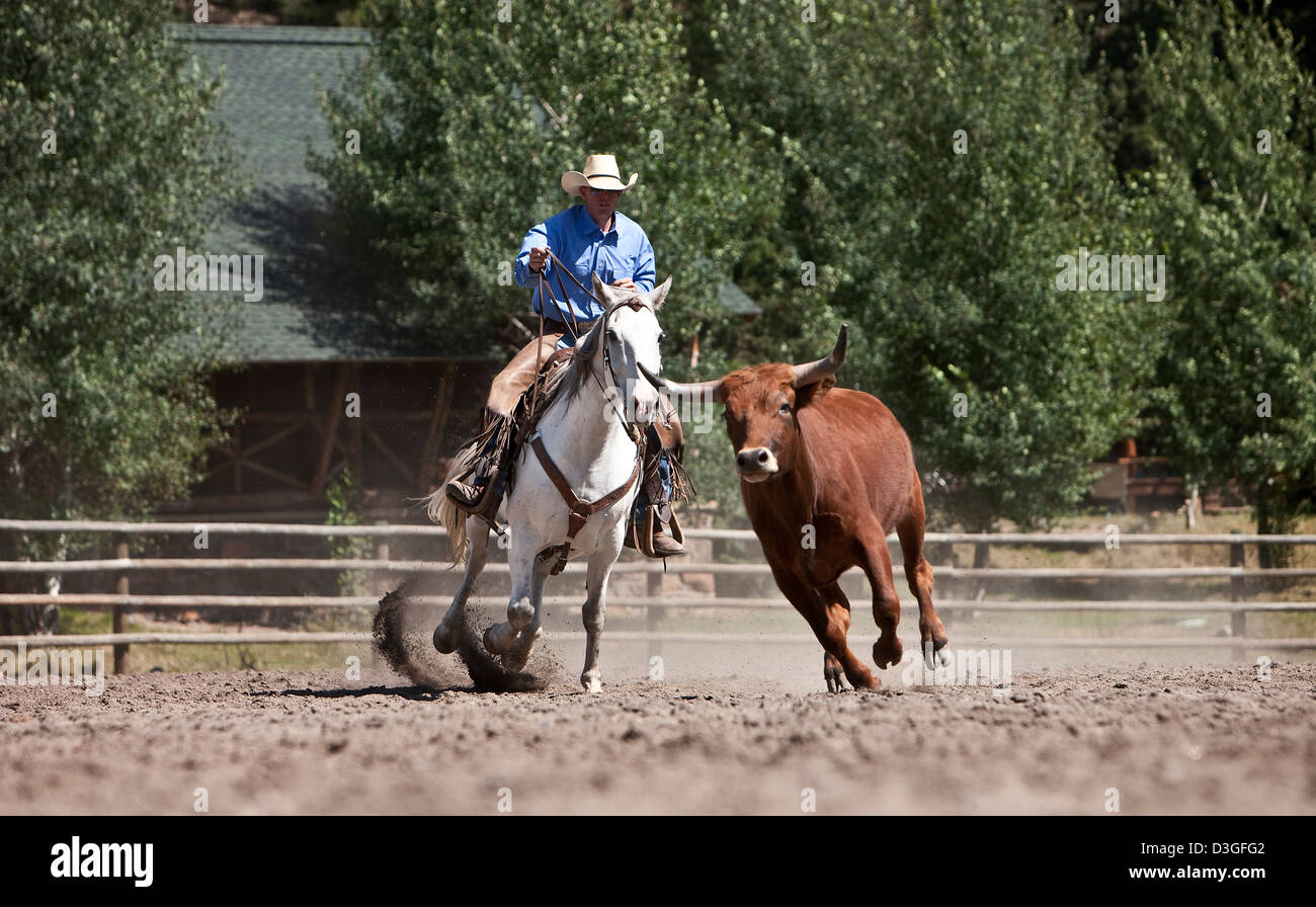 Cowboy wrangler moving cattle in corral, ranching, Montana USA Stock ...