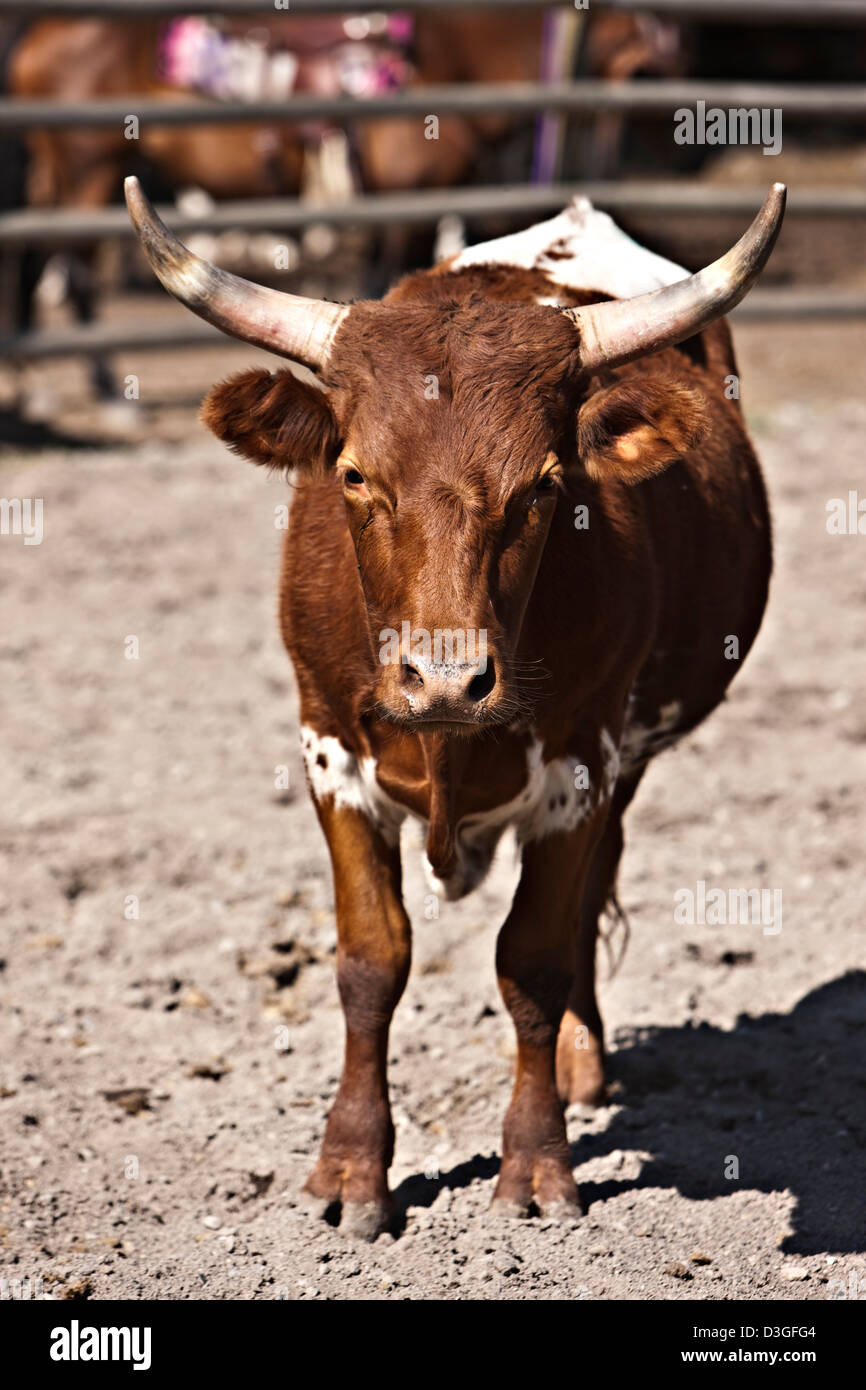 Steer ranching hi-res stock photography and images - Alamy