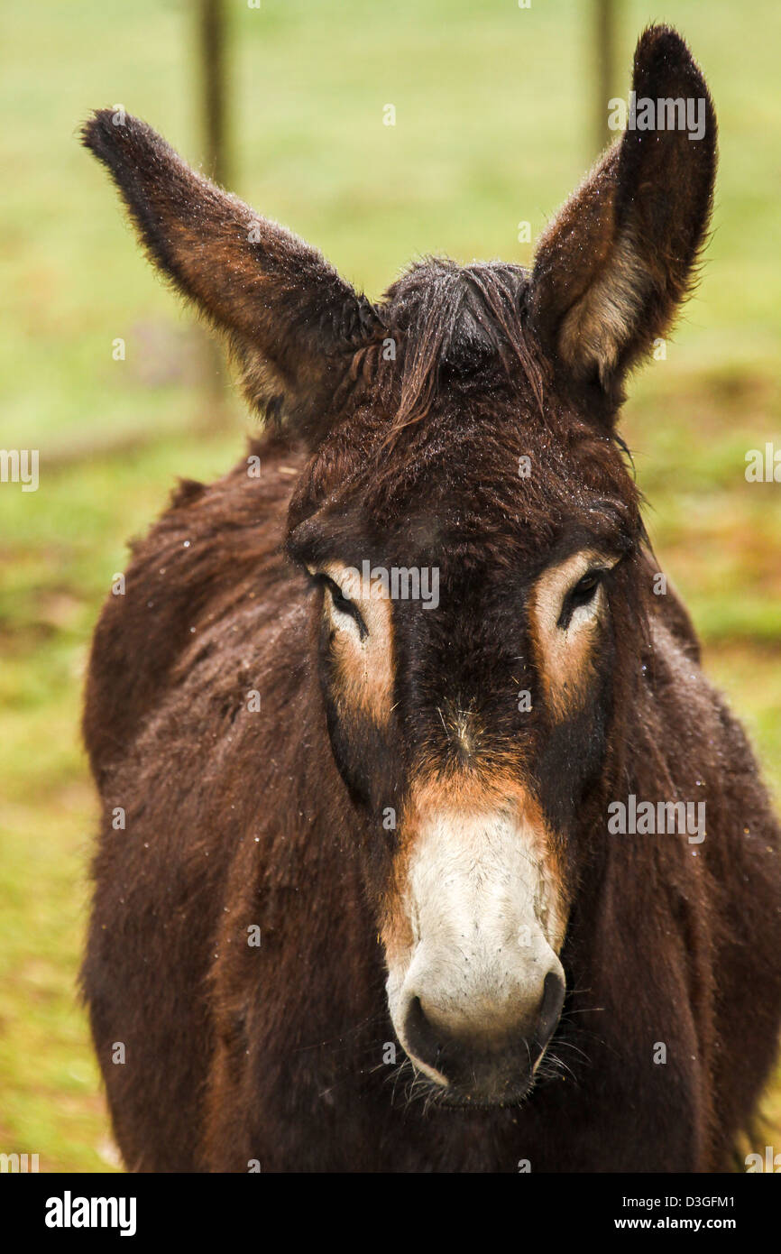 Donkey And Goat High Resolution Stock Photography and Images - Alamy