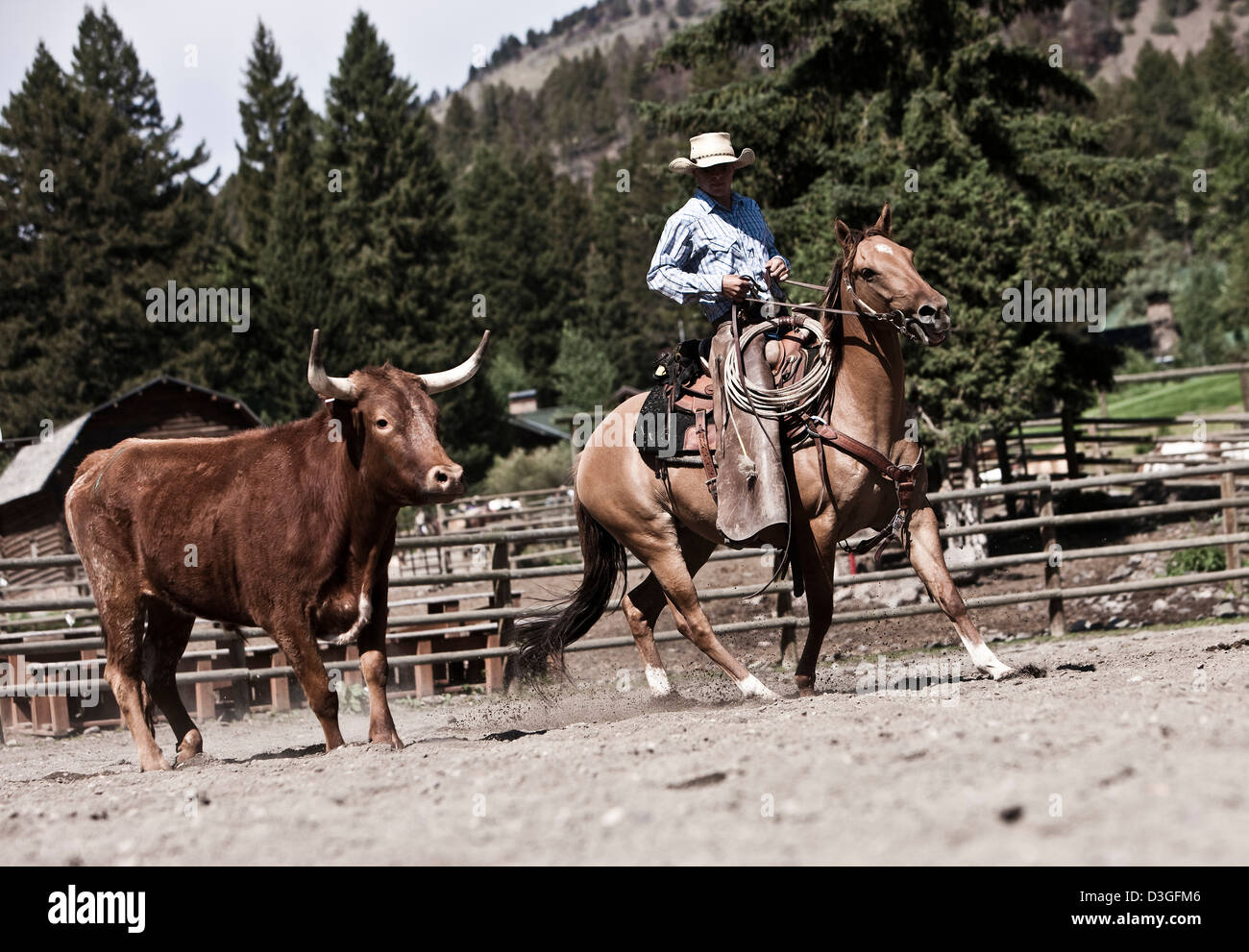 Cowboy wrangler moving cattle in corral, ranching, Montana USA Stock ...