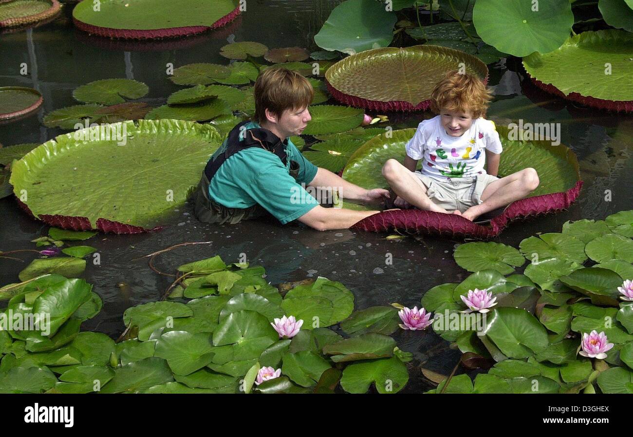 Giant water lily child hi-res stock photography and images - Alamy