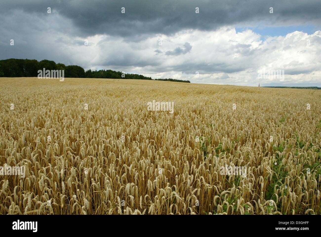 Economy business finance ebf agriculture field wheat harvest germany hi-res stock photography ...