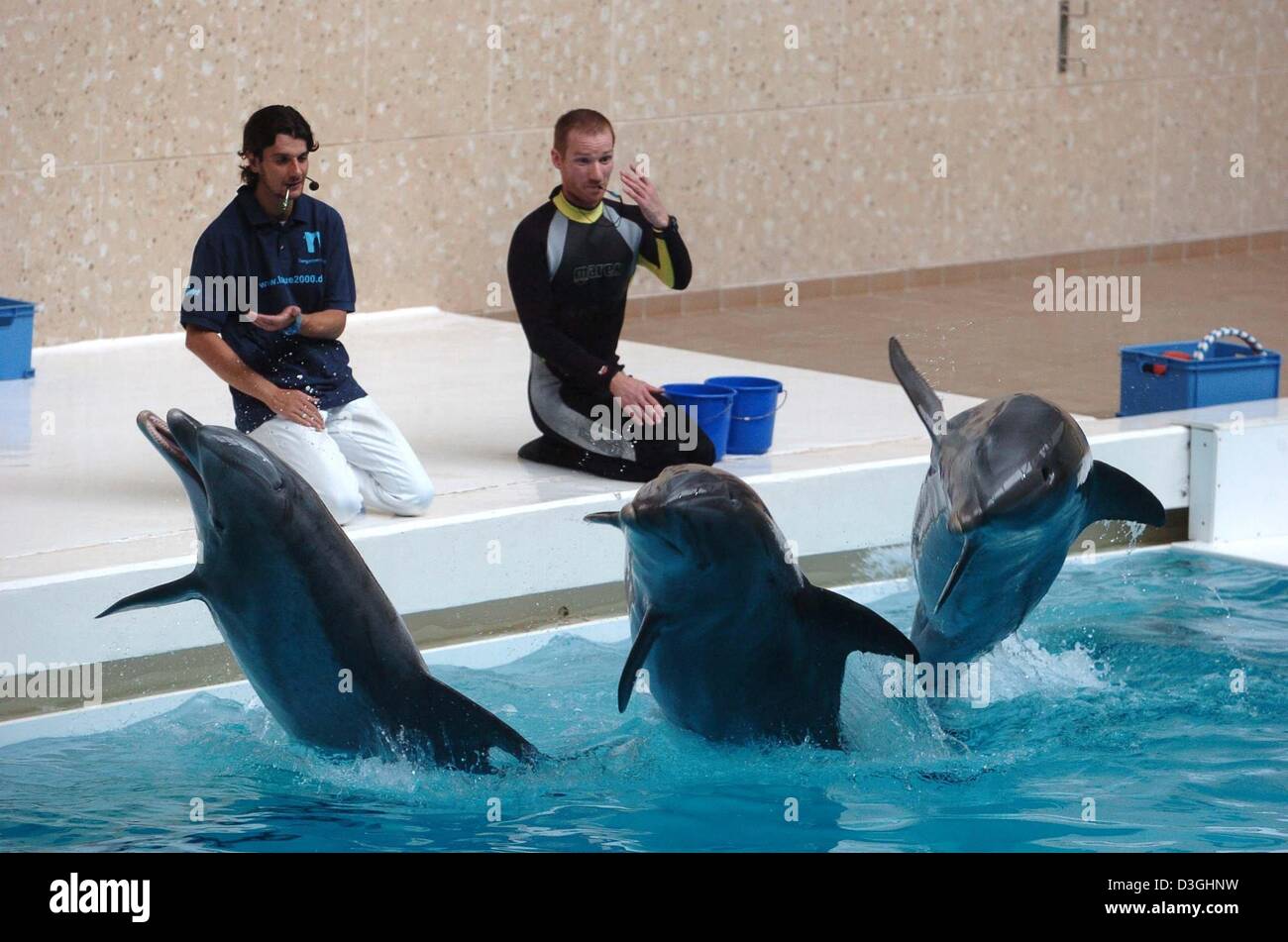 (dpa) - Three dolphins with their trainers during a performance at the ...