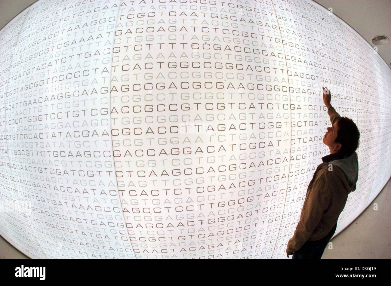 (dpa) - A visitor examines a huge board which displays genetic ...