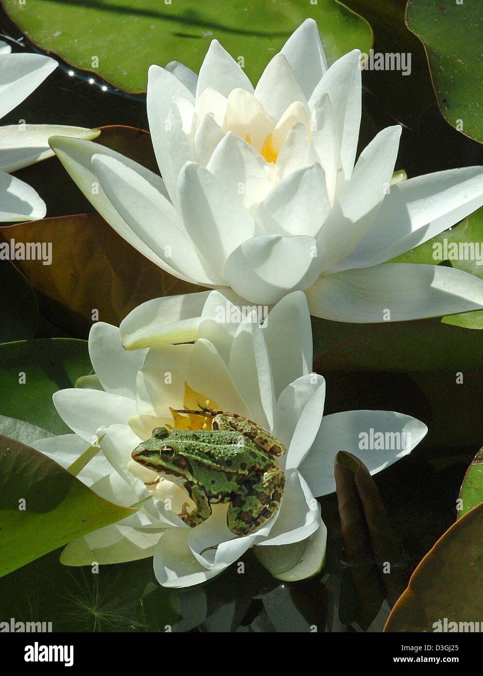 (dpa) - A frog takes a sunbath sitting on a water lily in Schoenebeck ...
