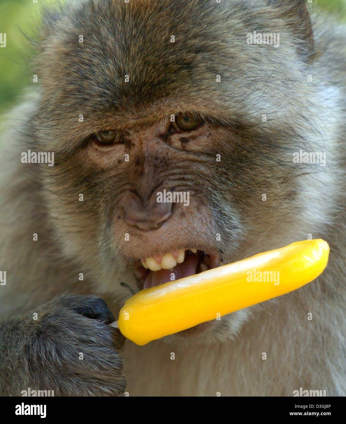 (dpa) - With lots of joy bites this Barbary ape (Barbary Macaque) named ...