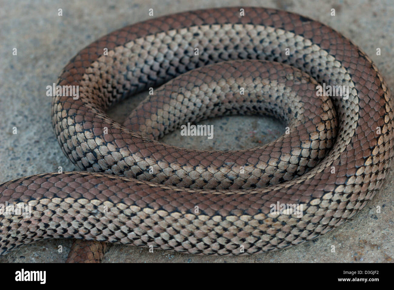 Snake poisonous venomous culebra con hi-res stock photography and ...