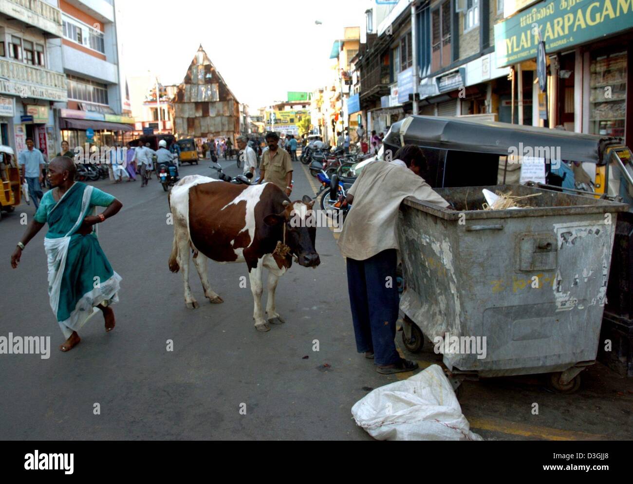 (dpa) - A cow stands next to a dumpster which is searched through by a ...
