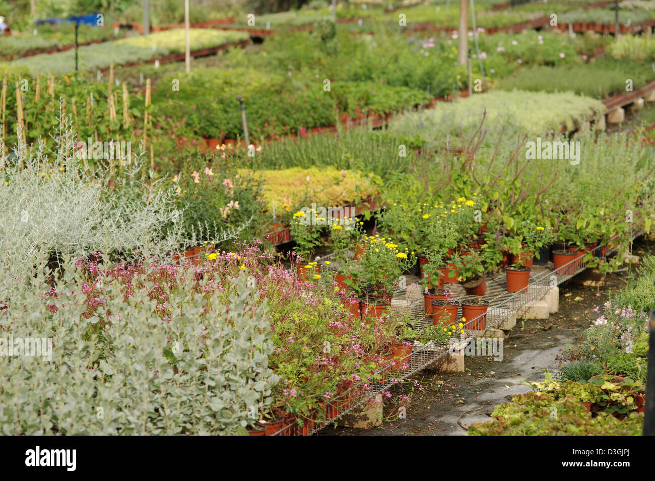 Study of vegetation hi-res stock photography and images - Alamy