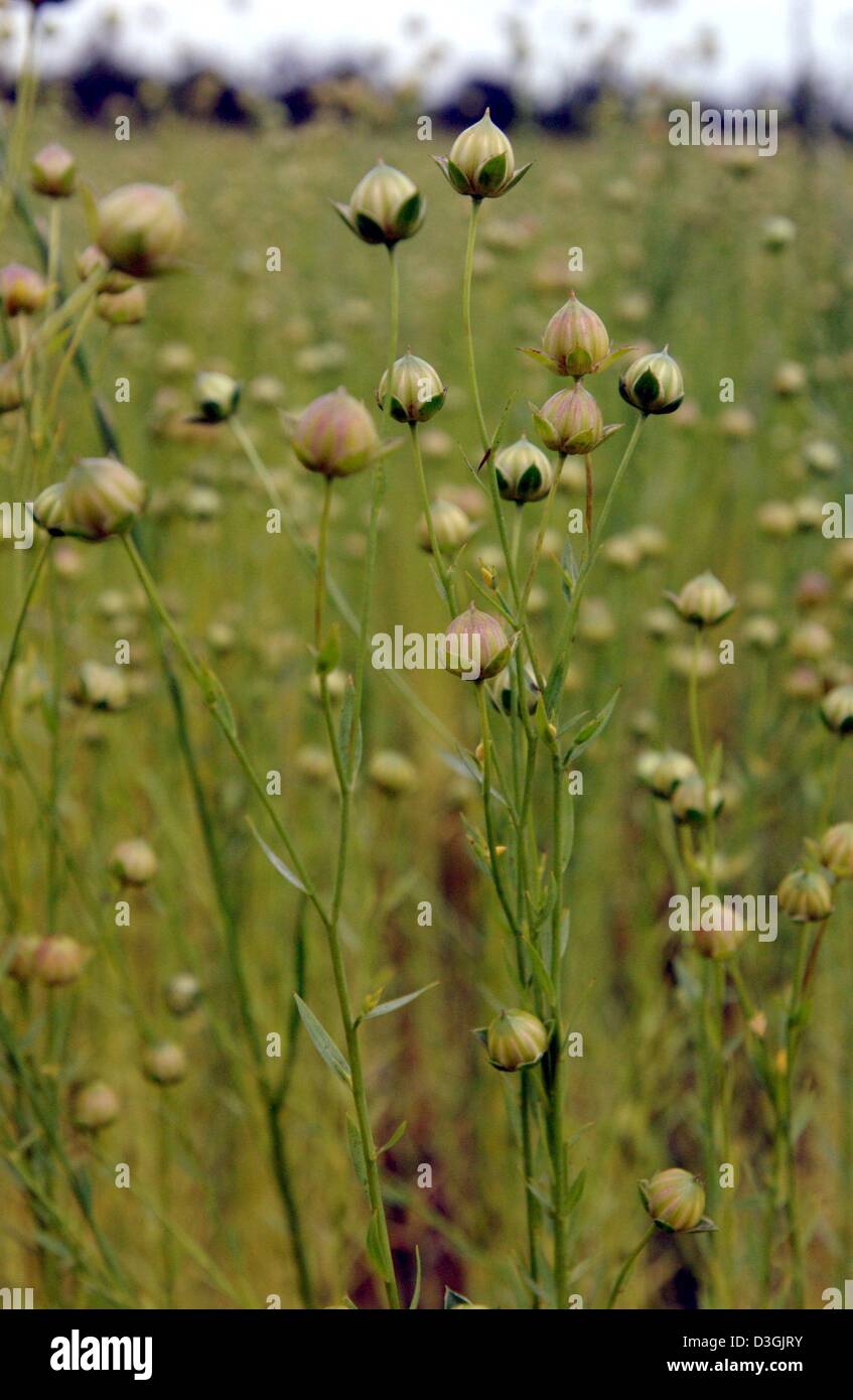 (dpa) - Flax grows on a 27 hectar large growing area which belongs to ...