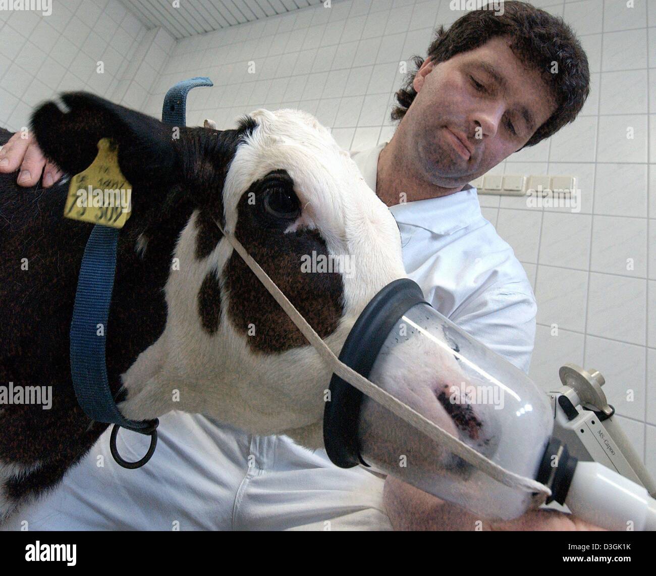 Cow lung hi-res stock photography and images - Alamy