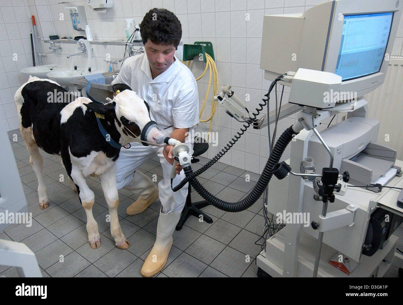 (dpa) - The two-month-old bull 'Balu' patiently undergoes a pulmonary ...