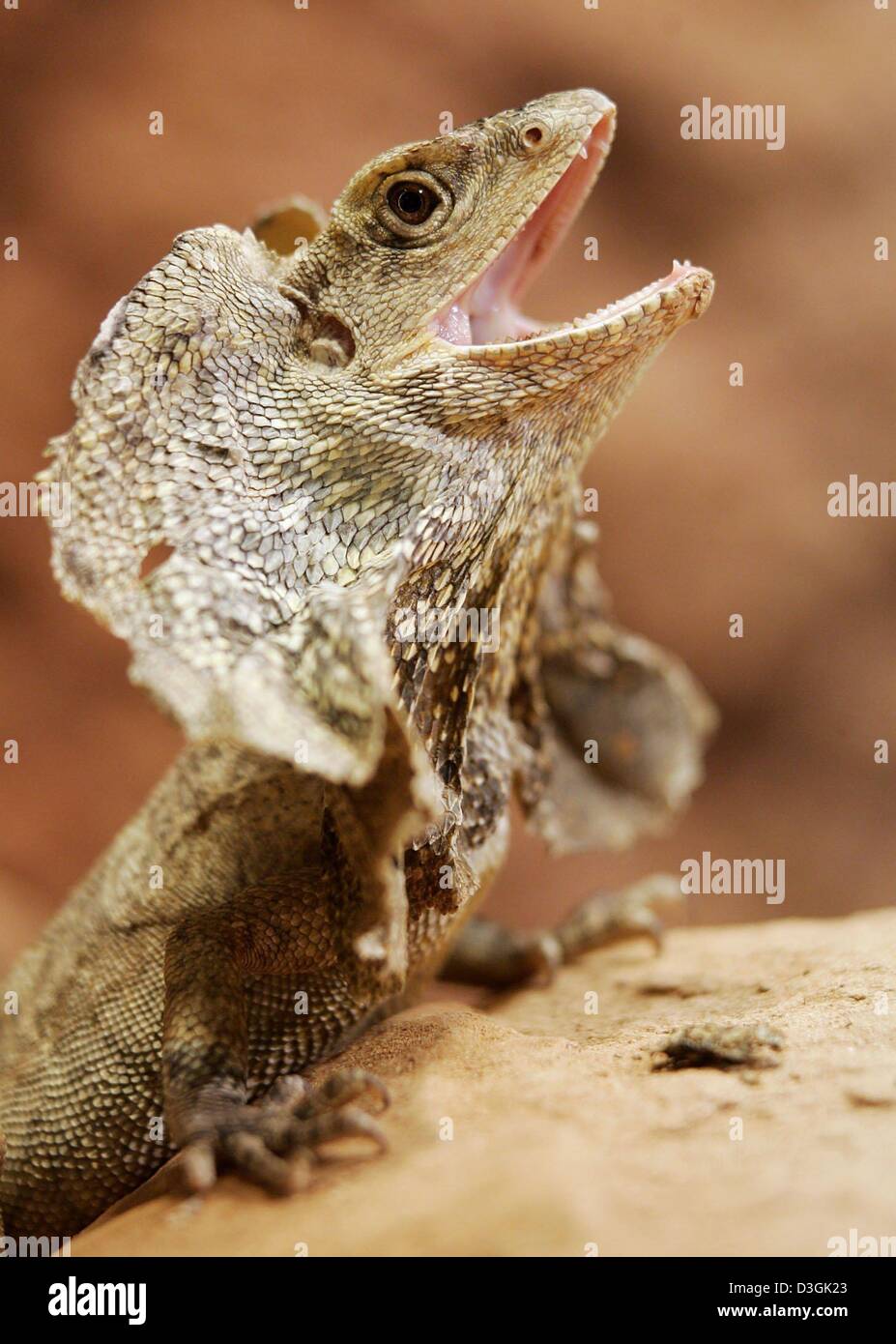 Erected frill hi-res stock photography and images - Alamy