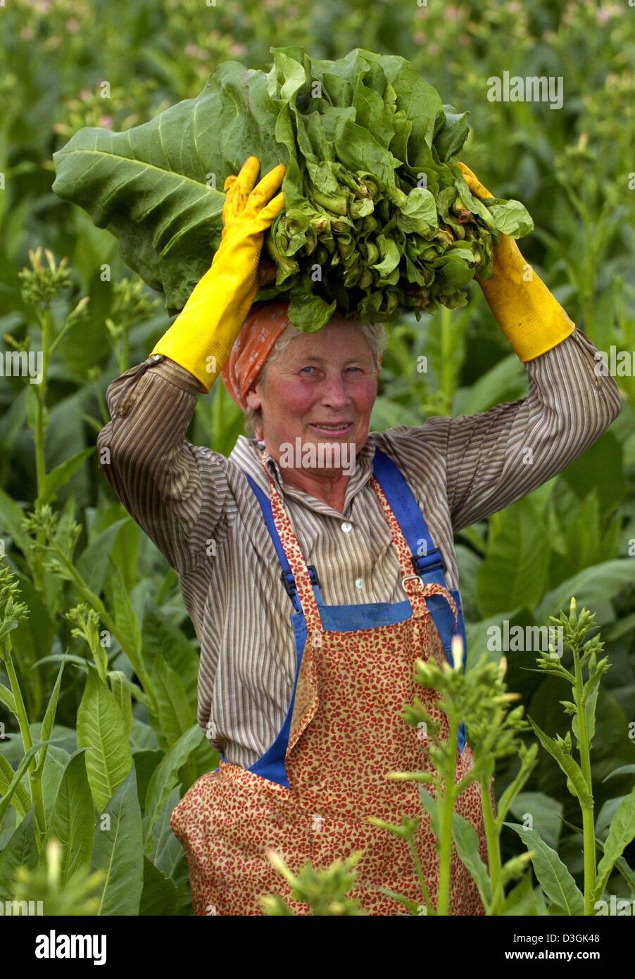 (dpa) - German farmer Marta Kopf carries a bundle of fresh tobacco ...