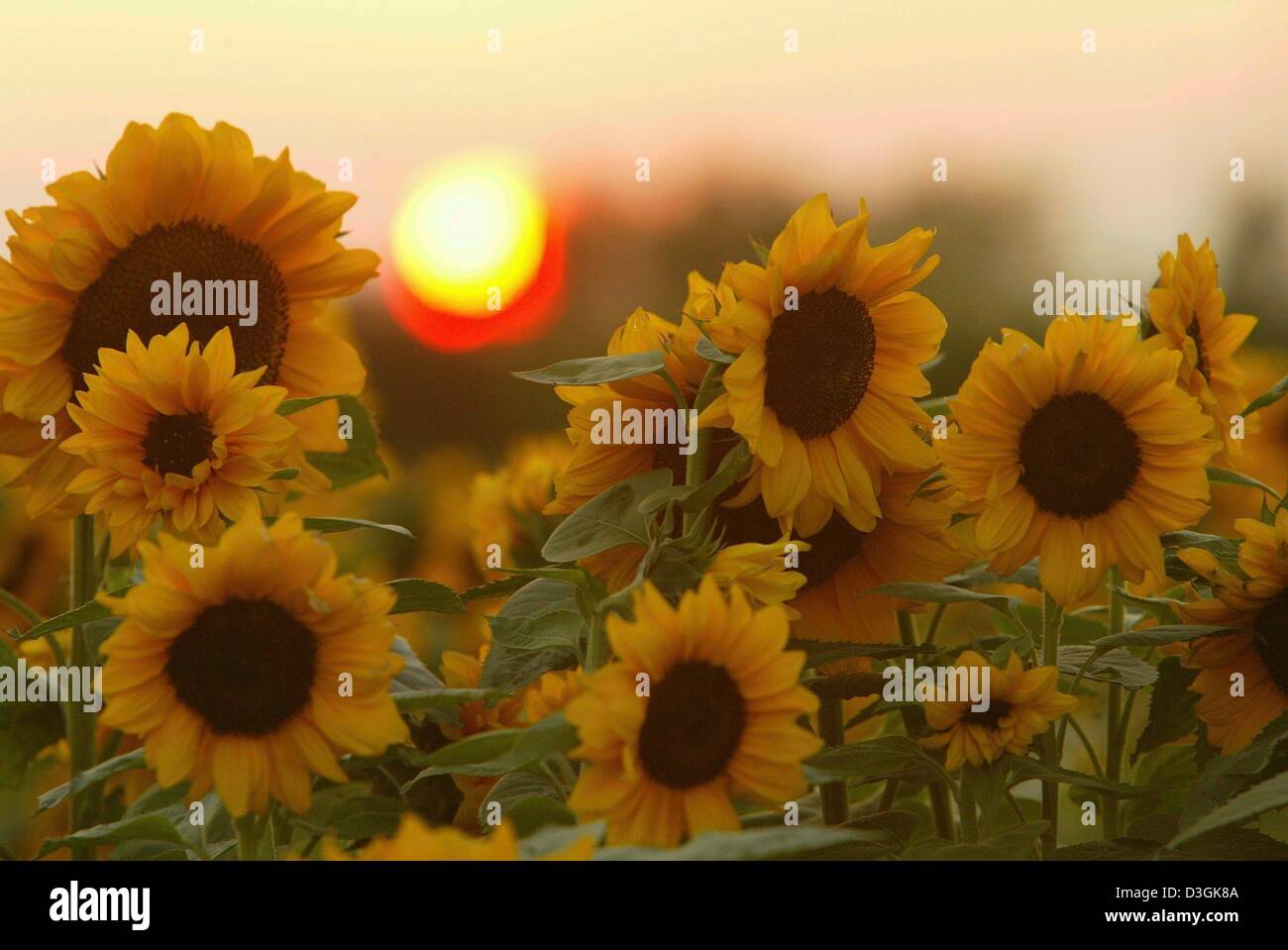 (dpa) - The sun decends above a field of sunflowers in Cologne, Germany ...