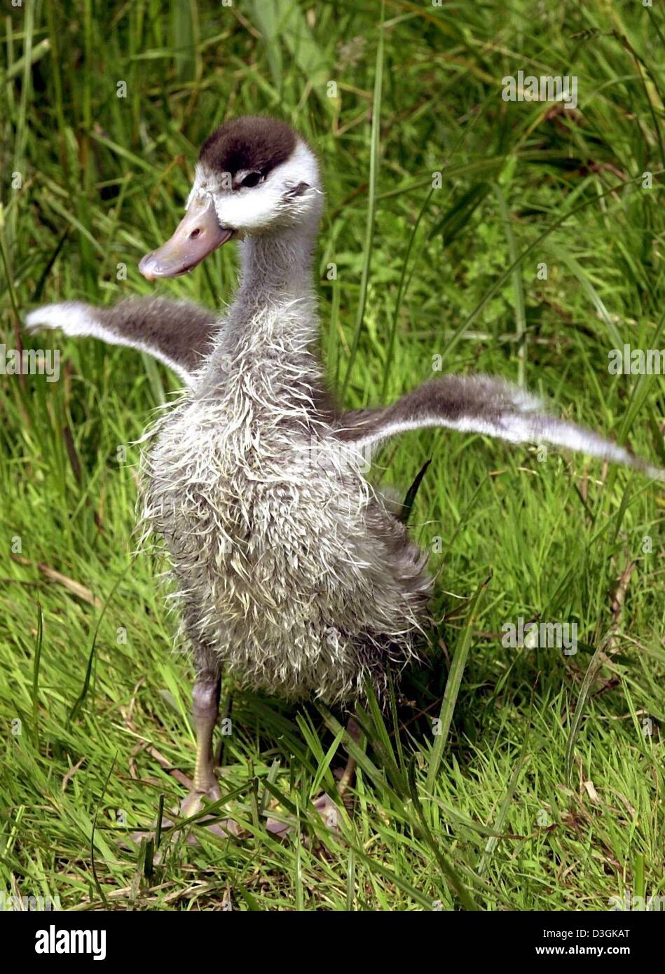 Human interest hum animals sheldrake duck wings germany hi-res stock ...