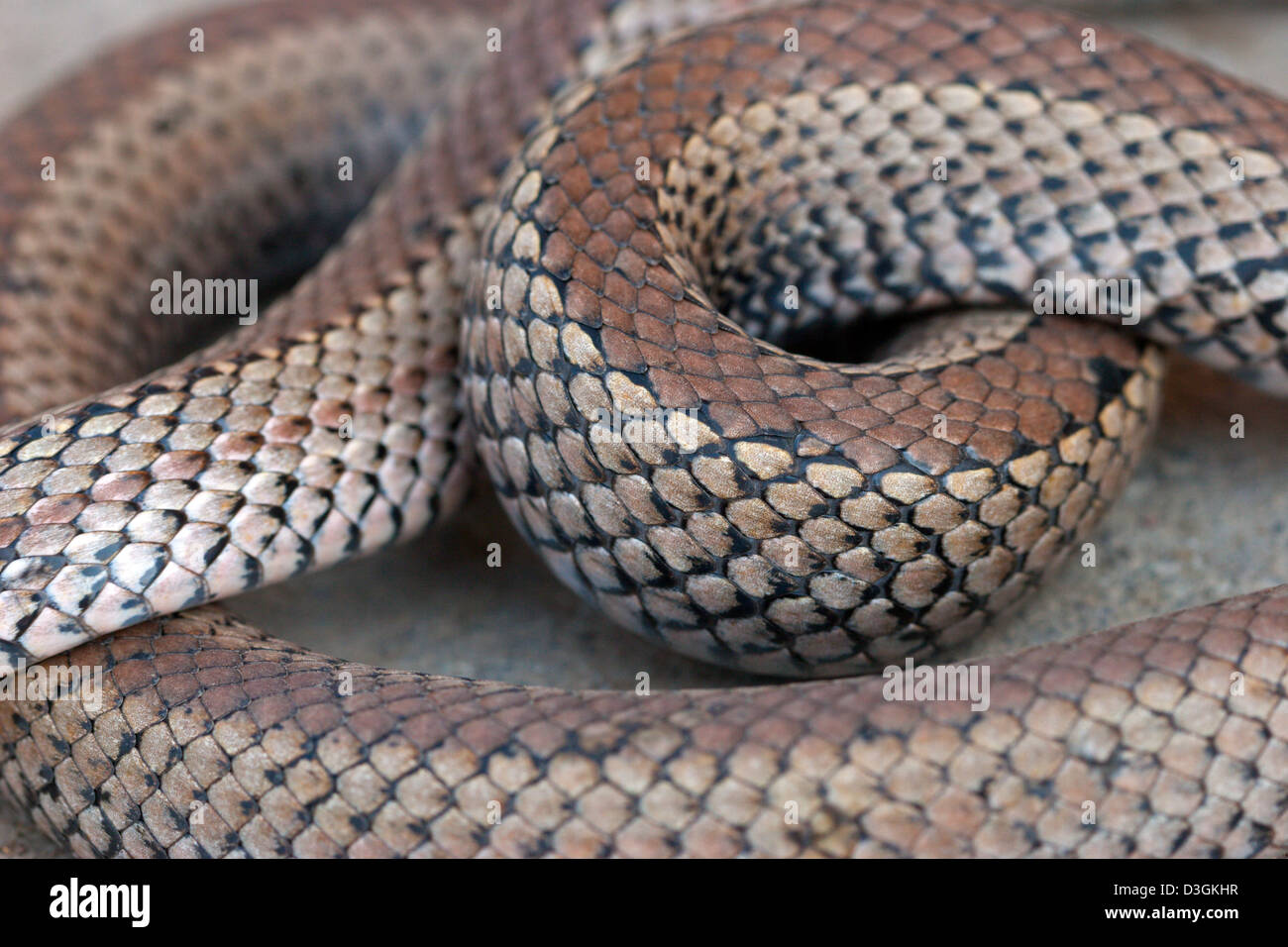 snake poisonous venomous couebra con cola larga Chile Stock Photo - Alamy