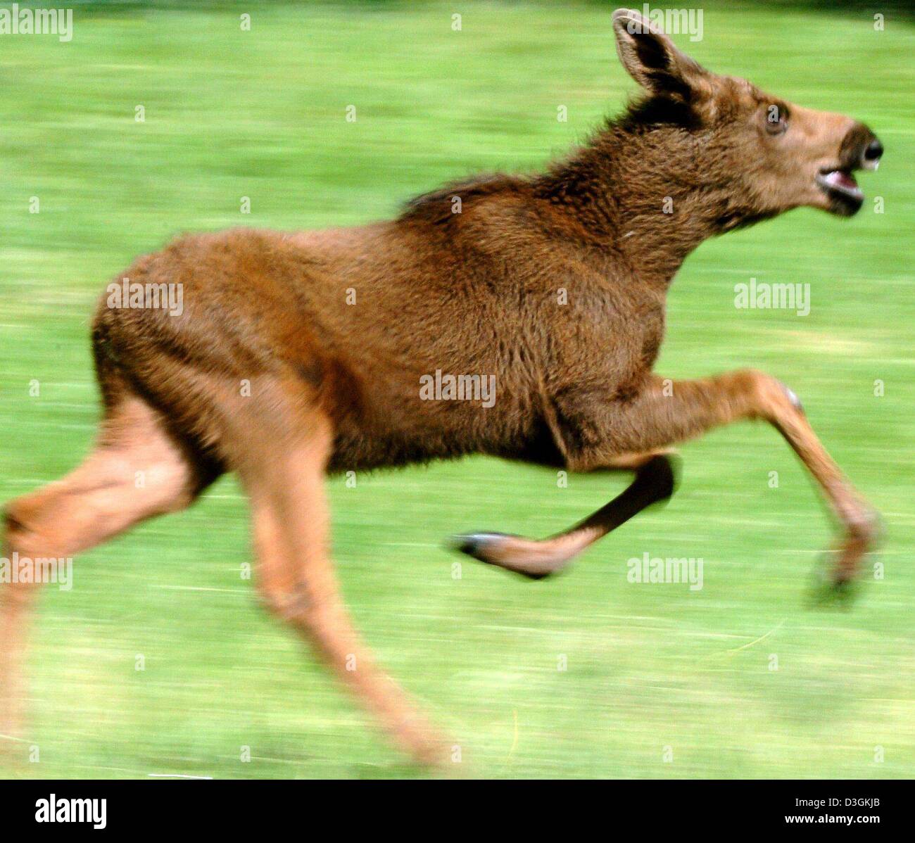 (dpa) - A young cow moose runs through her enclosure at the Hellabrunn ...