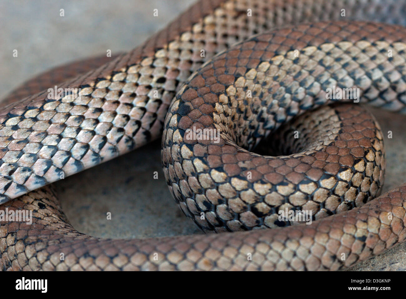 Culebra hi-res stock photography and images - Alamy