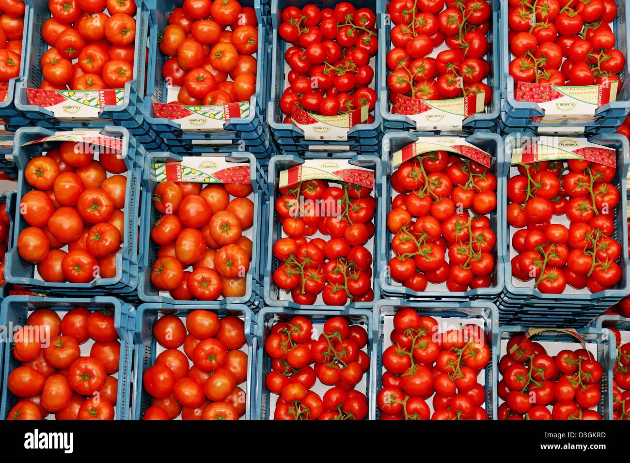 (dpa) - Fresh tomatoes in boxes are stacked up at the 'Frische Zentrum ...
