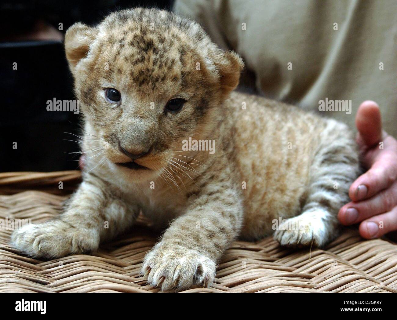 White Liger Baby