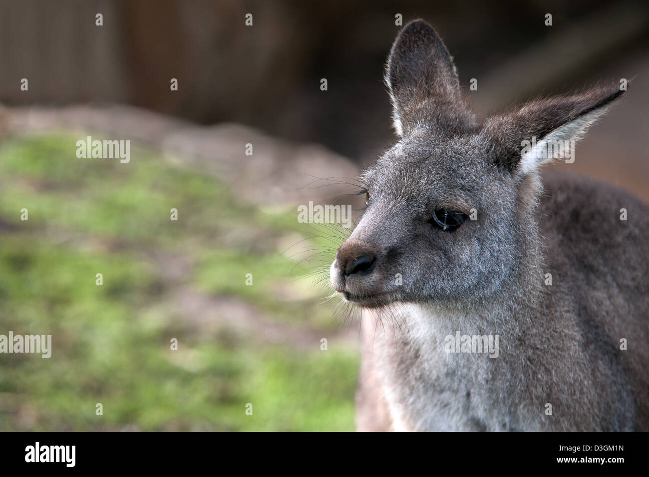 Kangaroo Head Stock Photos & Kangaroo Head Stock Images - Alamy