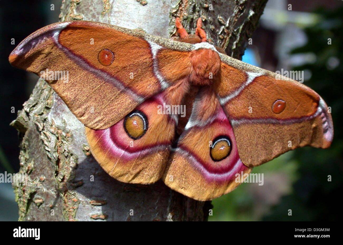 Eye butterfly hi-res stock photography and images - Alamy