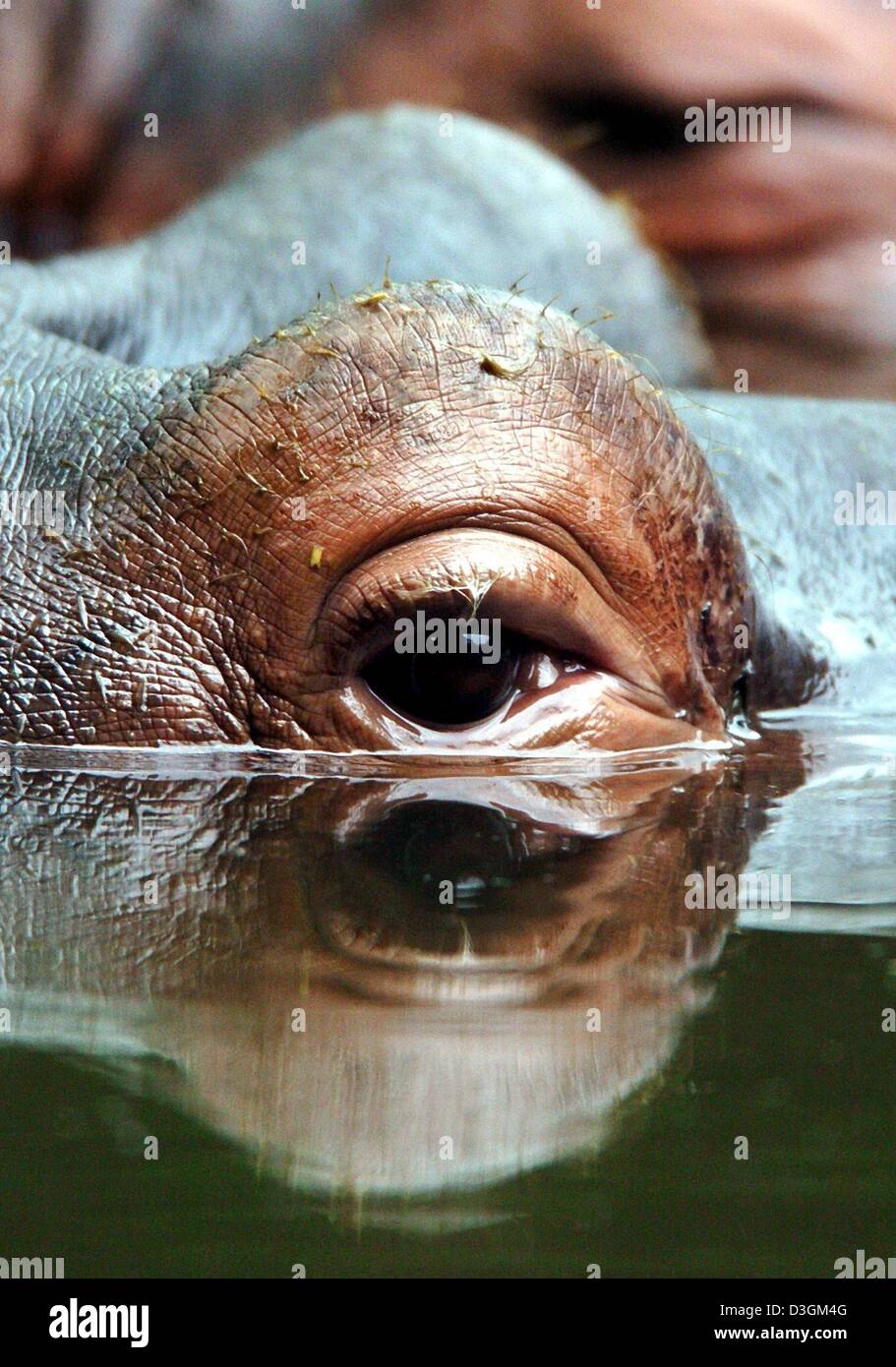 Sceptical Hippo Eyes