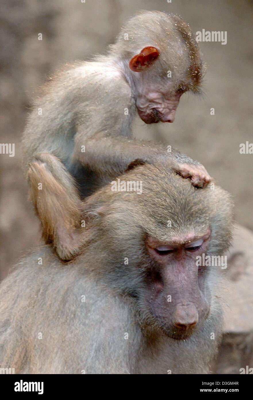 (dpa) - A young baboon sits on the head of its mother and it is not ...