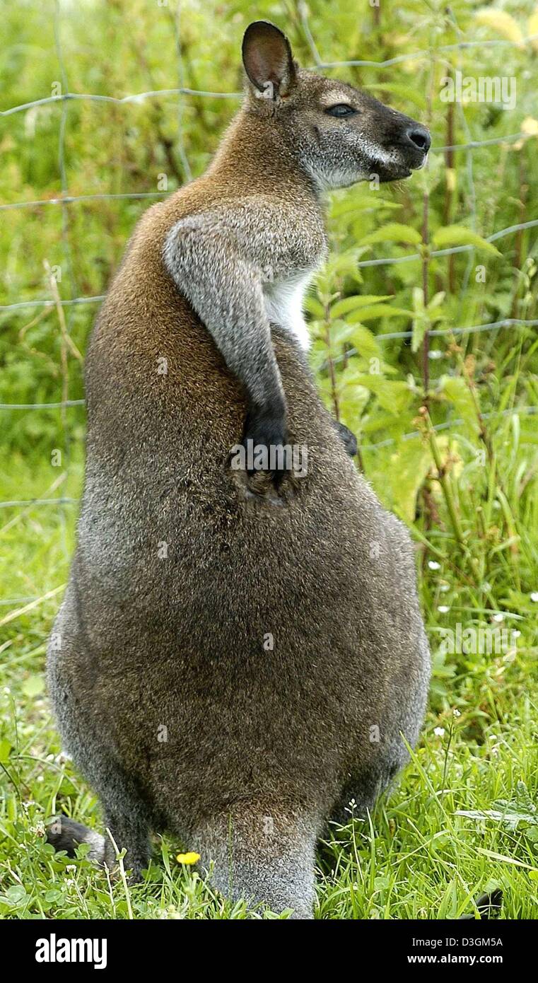 Human interest hum animals kangaroo scratching germany hi-res stock ...