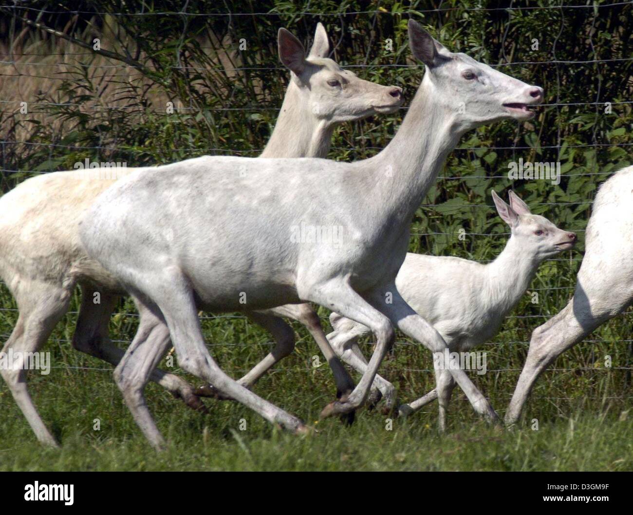 (dpa) - A group of White Red Deer including their three week old ...