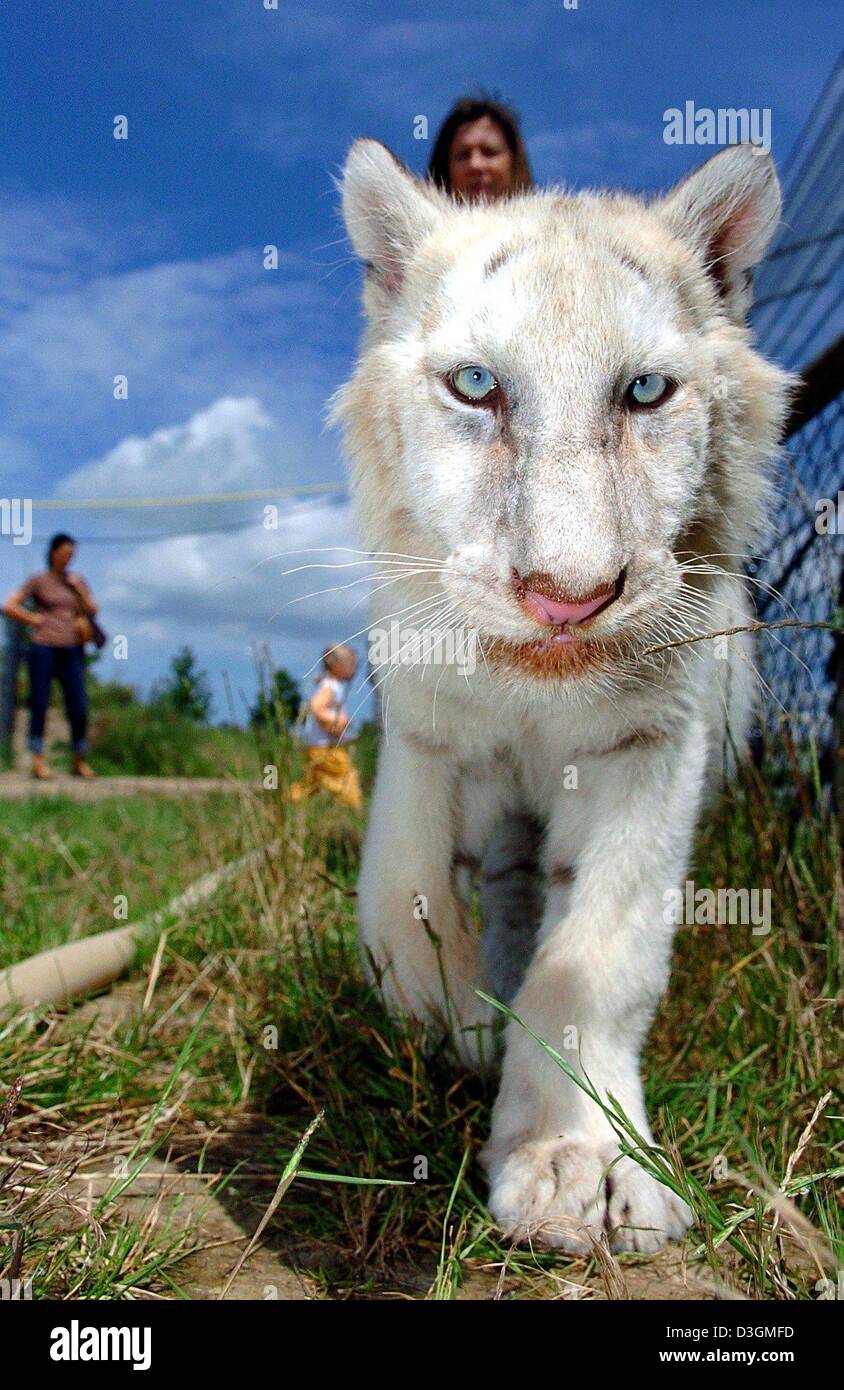 (dpa) - The seven months old white tiger Aragorn strolls through the ...