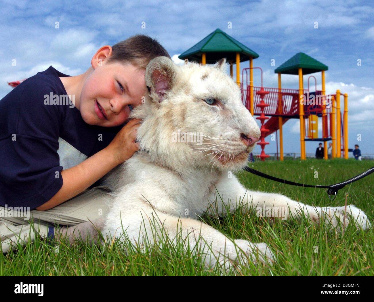 Human interest hum animals white tiger cuddling germany hi-res stock ...